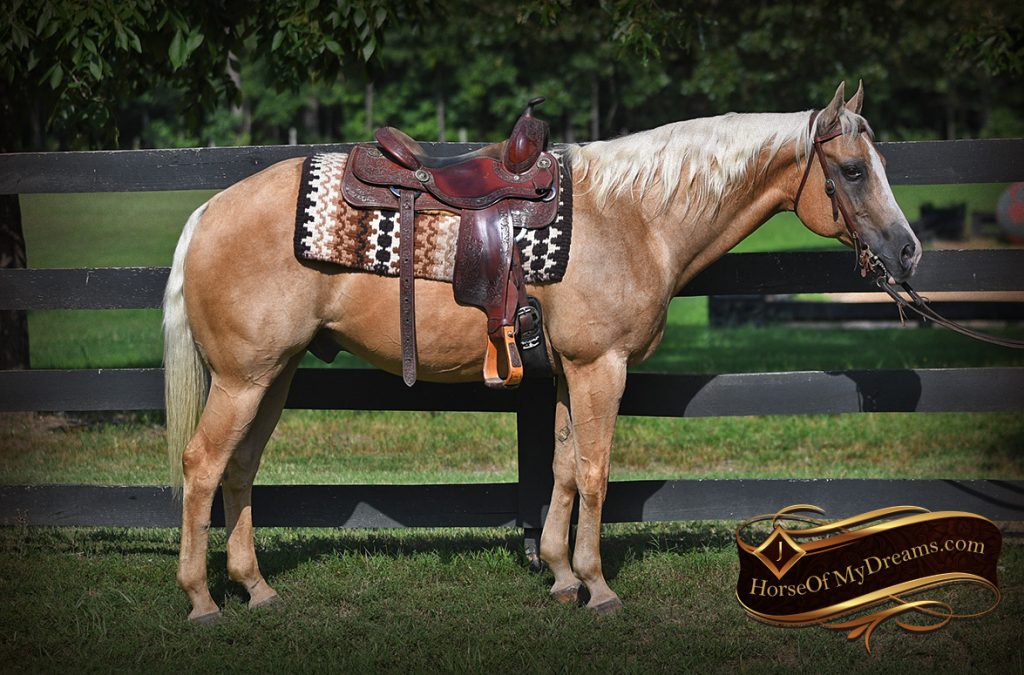 003-Leo-Golden-Palomino-AQHA-Gelding-For-Sale | Horse of My Dreams 003-Leo-Golden-Palomino-AQHA-Gelding-For-Sale | Horse of My Dreams