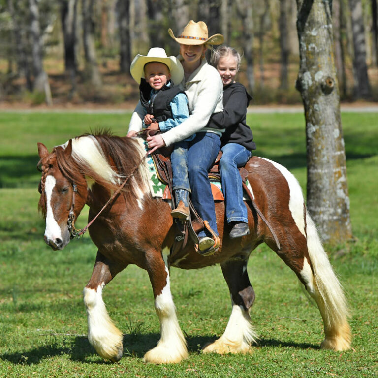 Ponies for Sale | Horse of My Dreams