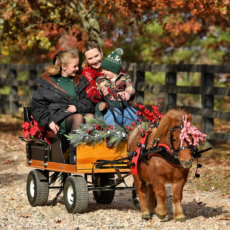 Ponies for Sale | Horse of My Dreams